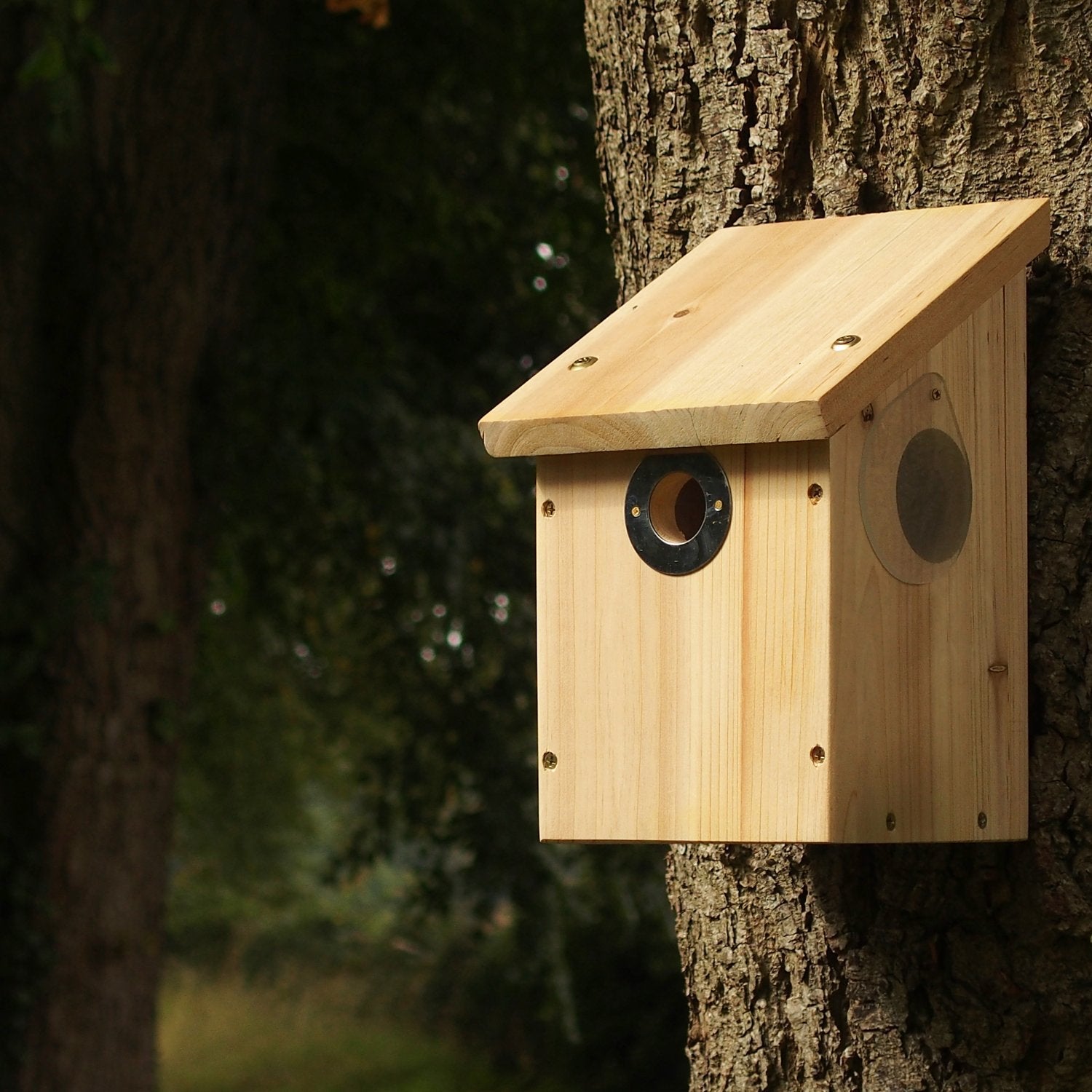 Camera Ready Bird Nest Box – Stealth Birding Limited